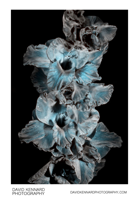 Gladiolus × hortulanus 'Priscilla' flowers [UV] · David Kennard Photography